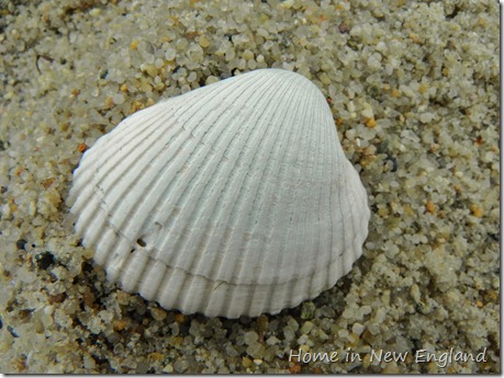Home in New England: Cape Cod…Seashells by the Seashore & a little ...